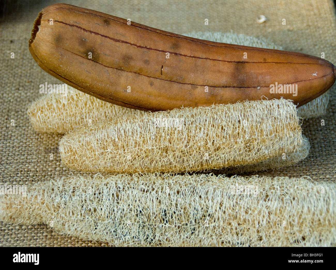 Pumpkin. Plant sponge Stock Photo - Alamy