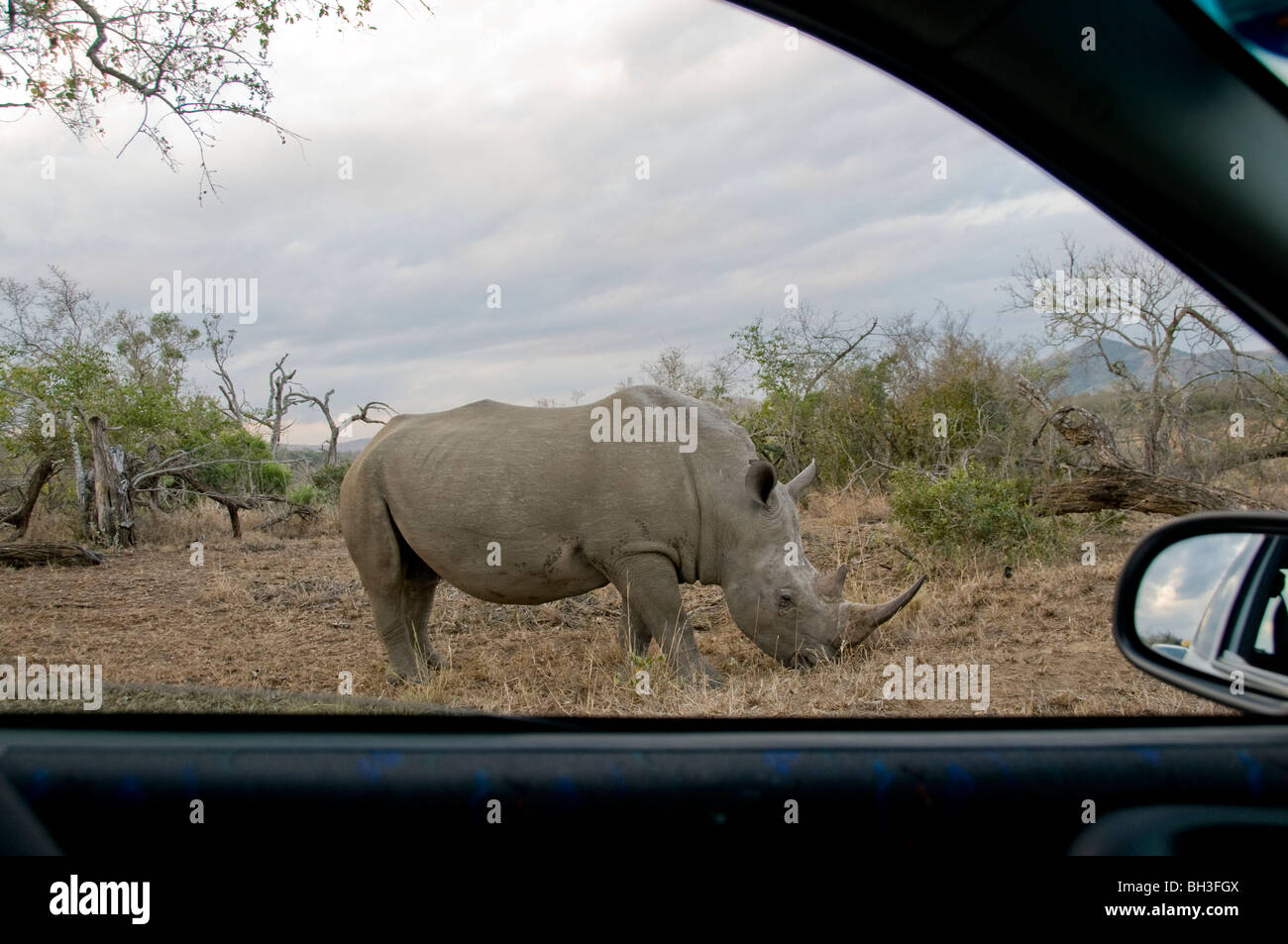 Rhinoceros through a car window Stock Photo - Alamy