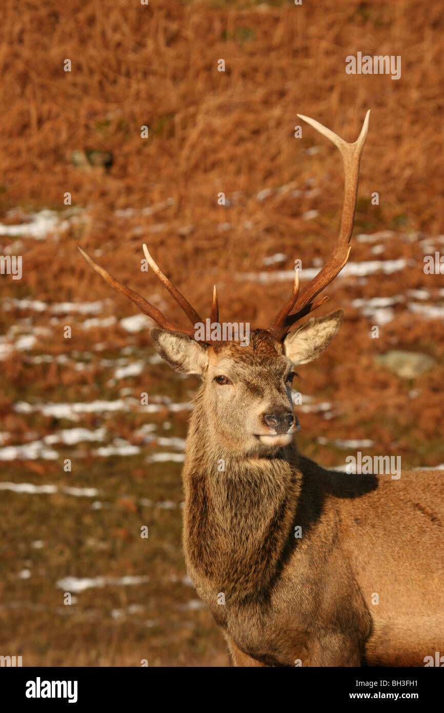 Triple antlered stag (Cervus elephus Stock Photo - Alamy
