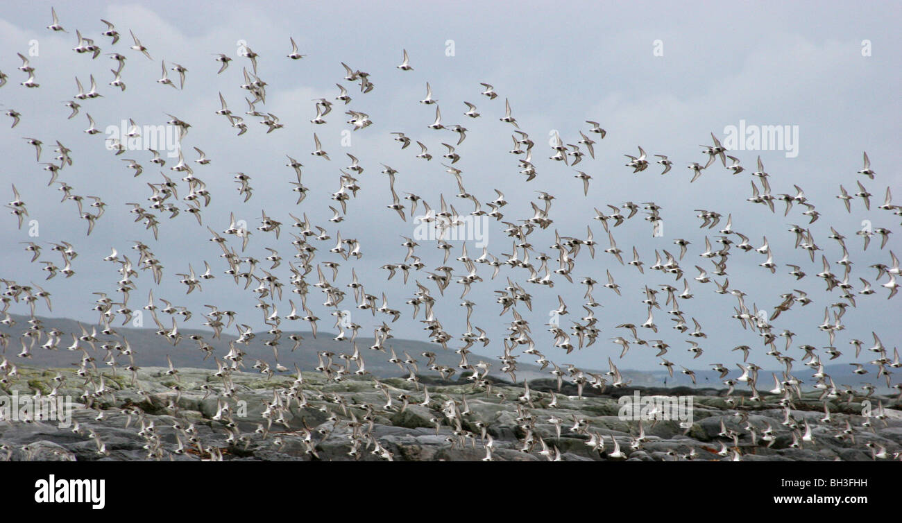 Flying wading birds along the West coast Stock Photo - Alamy
