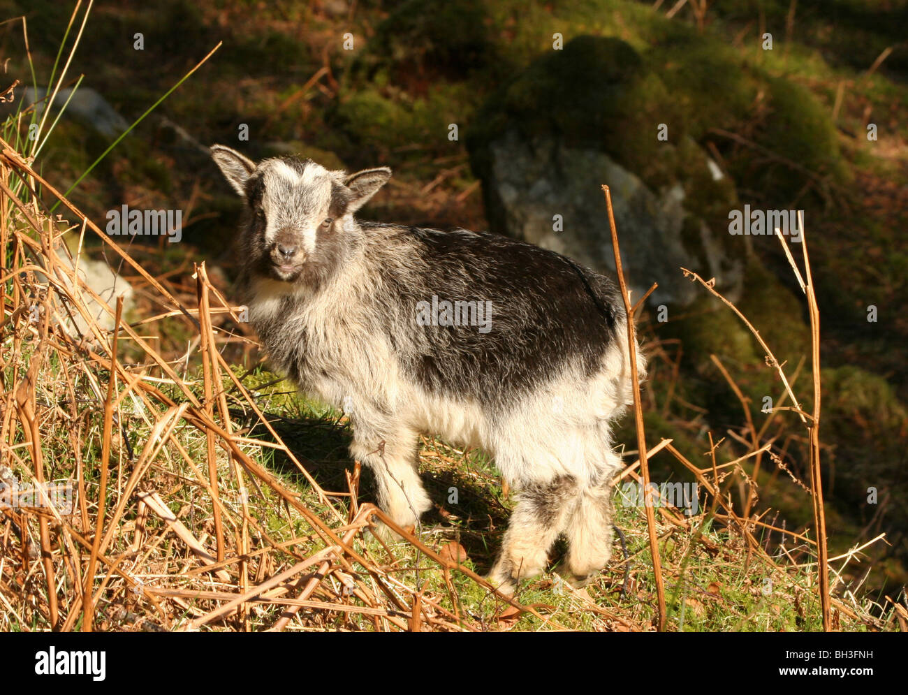 Wild goat hi-res stock photography and images - Alamy