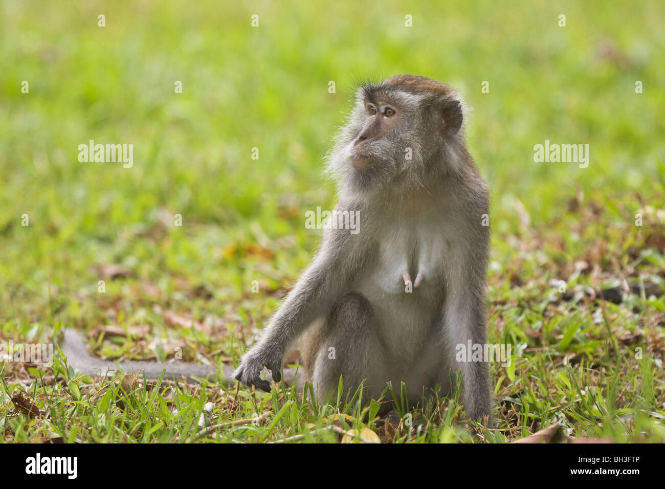 Female long tailed macaque monkey hi-res stock photography and images ...