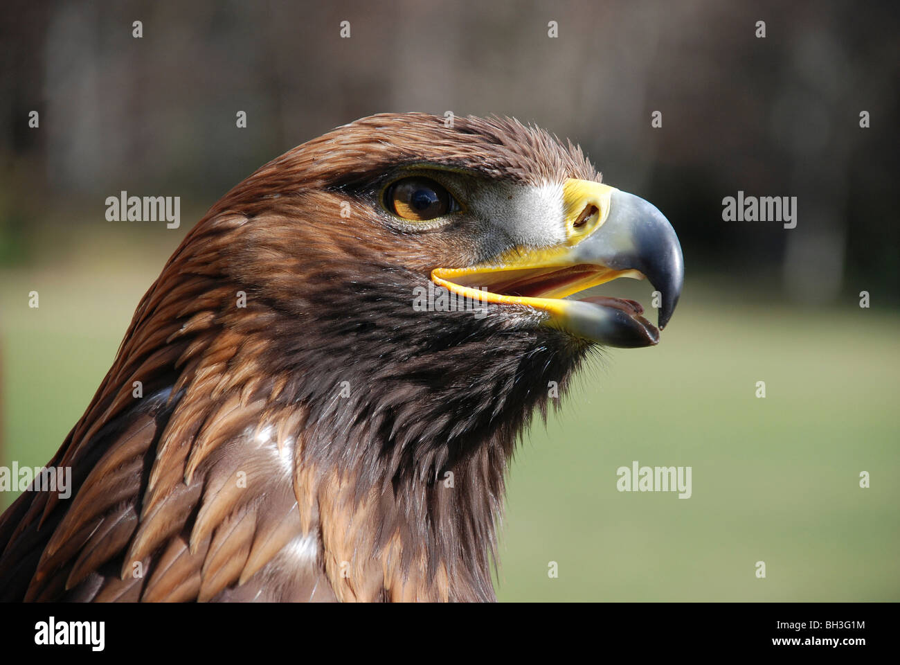 Golden eagle (Aquila Chrysaetos) at county show Stock Photo - Alamy