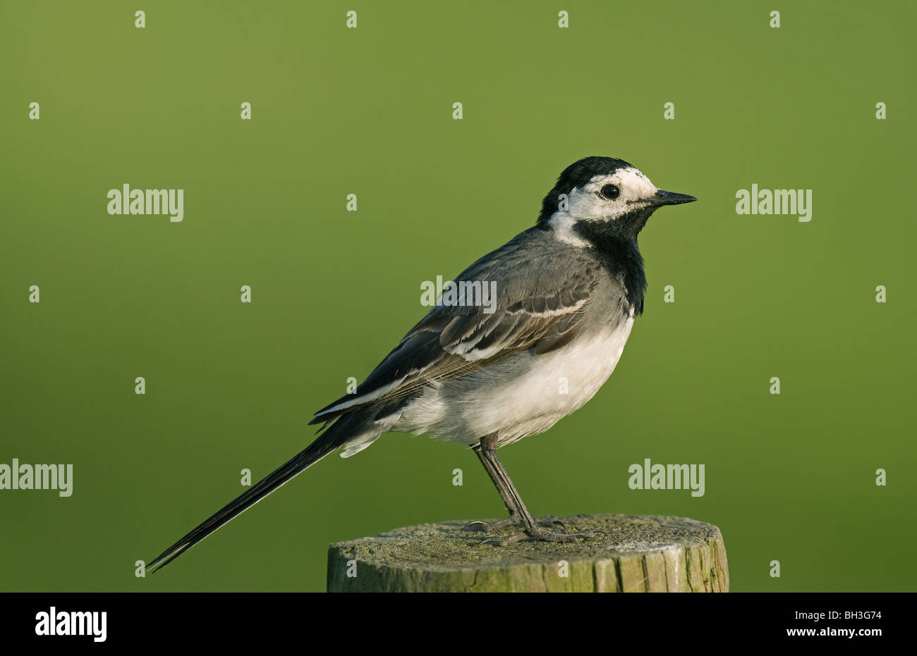 Pied Wagtail female Stock Photo - Alamy