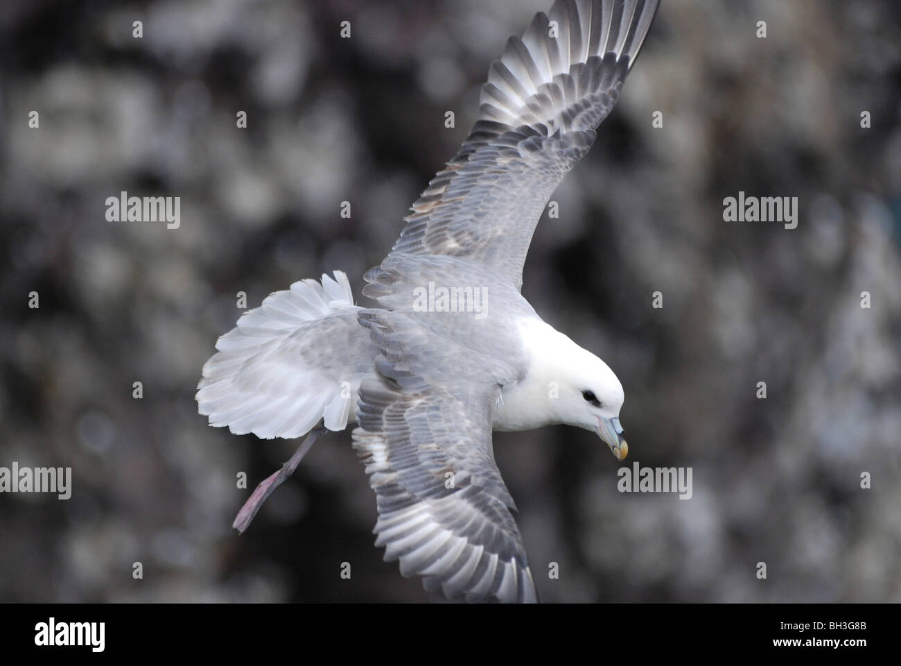Fulmar (Fulmarus glacialis) flying along the cliffs Stock Photo - Alamy