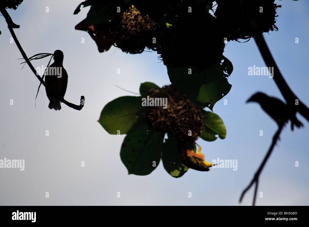 Africa Cape Coast Ghana Hans Cottage Botel Weavers Stock Photo - Alamy