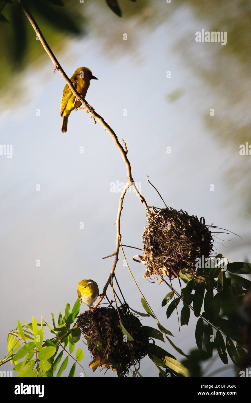 Africa Cape Coast Ghana Hans Cottage Botel Weavers Stock Photo - Alamy