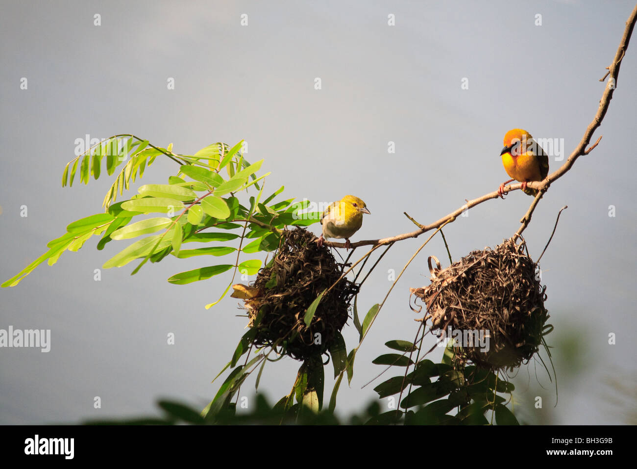 Africa Cape Coast Ghana Hans Cottage Botel Weavers Stock Photo - Alamy