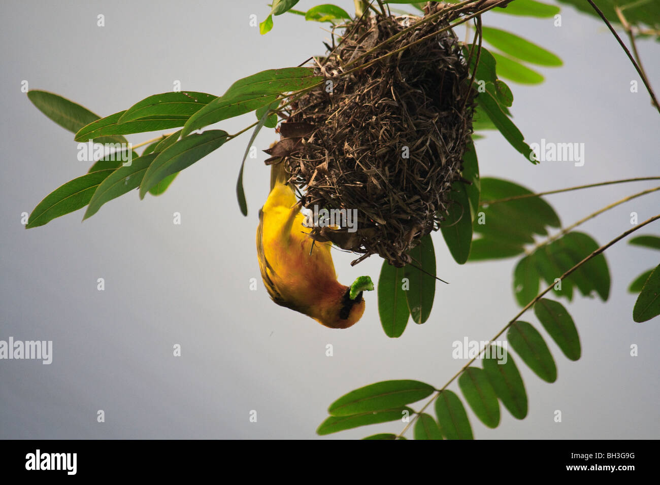 Africa Cape Coast Ghana Hans Cottage Botel Weavers Stock Photo - Alamy