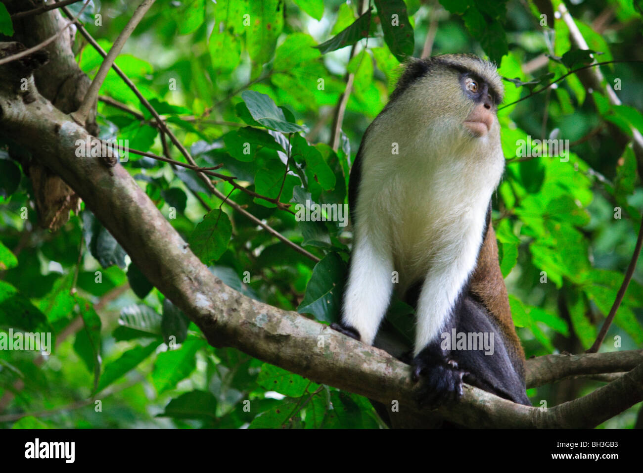 Africa Ghana Mona Monkey Primate Tafi Atome Stock Photo - Alamy