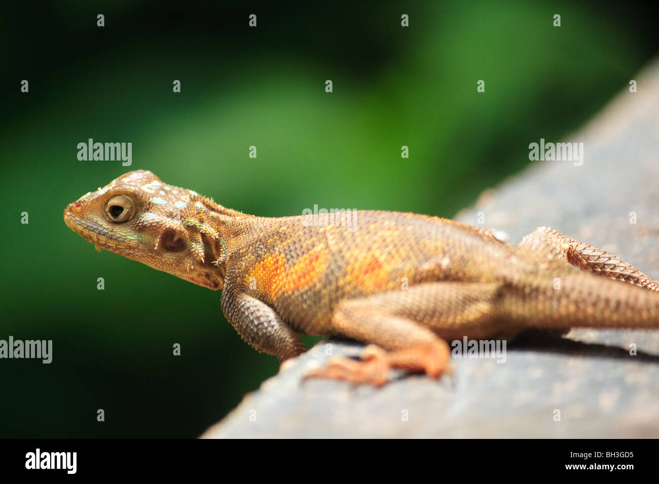 Benin africa forest hi-res stock photography and images - Alamy