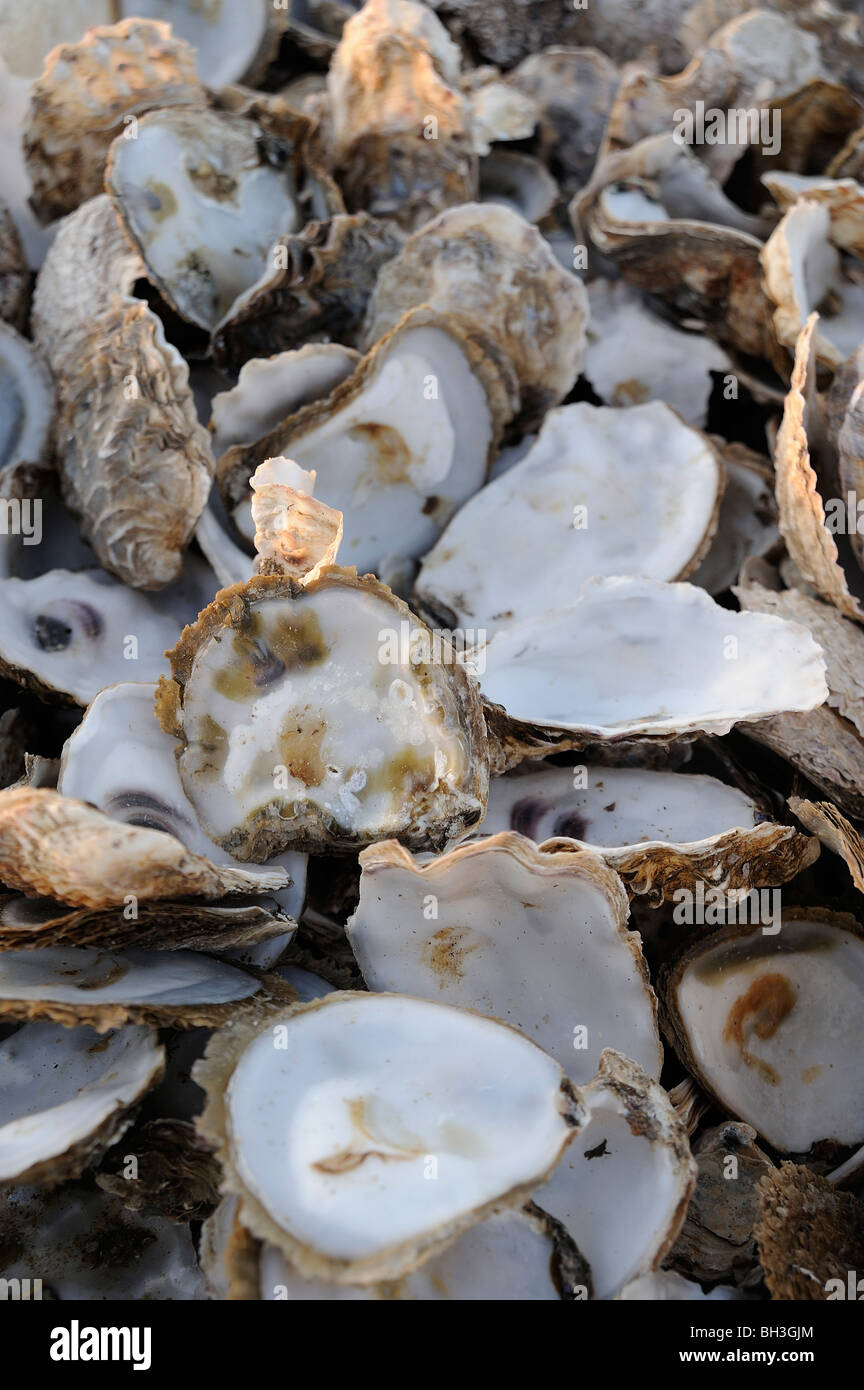 Empty whitstable oyster shells hi-res stock photography and images - Alamy