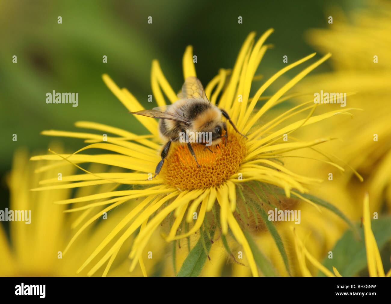 Flower feeding insects hi-res stock photography and images - Alamy