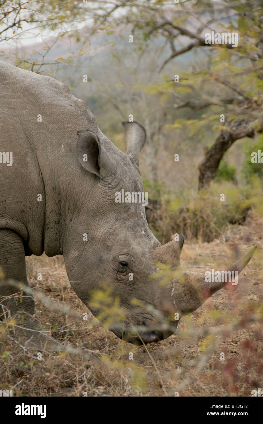 Rhinoceros face hi-res stock photography and images - Alamy