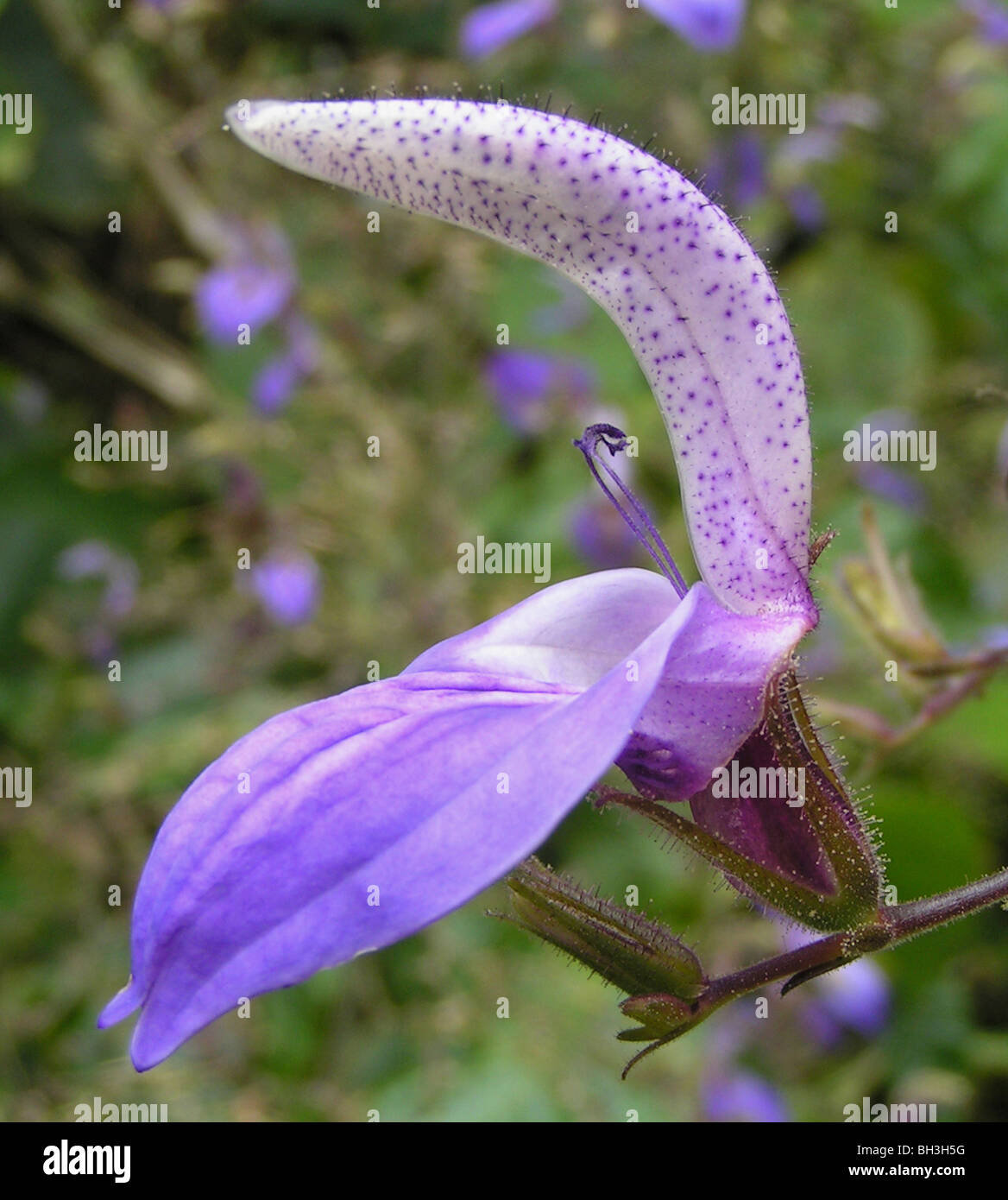 Nature botany reunion hi-res stock photography and images - Alamy