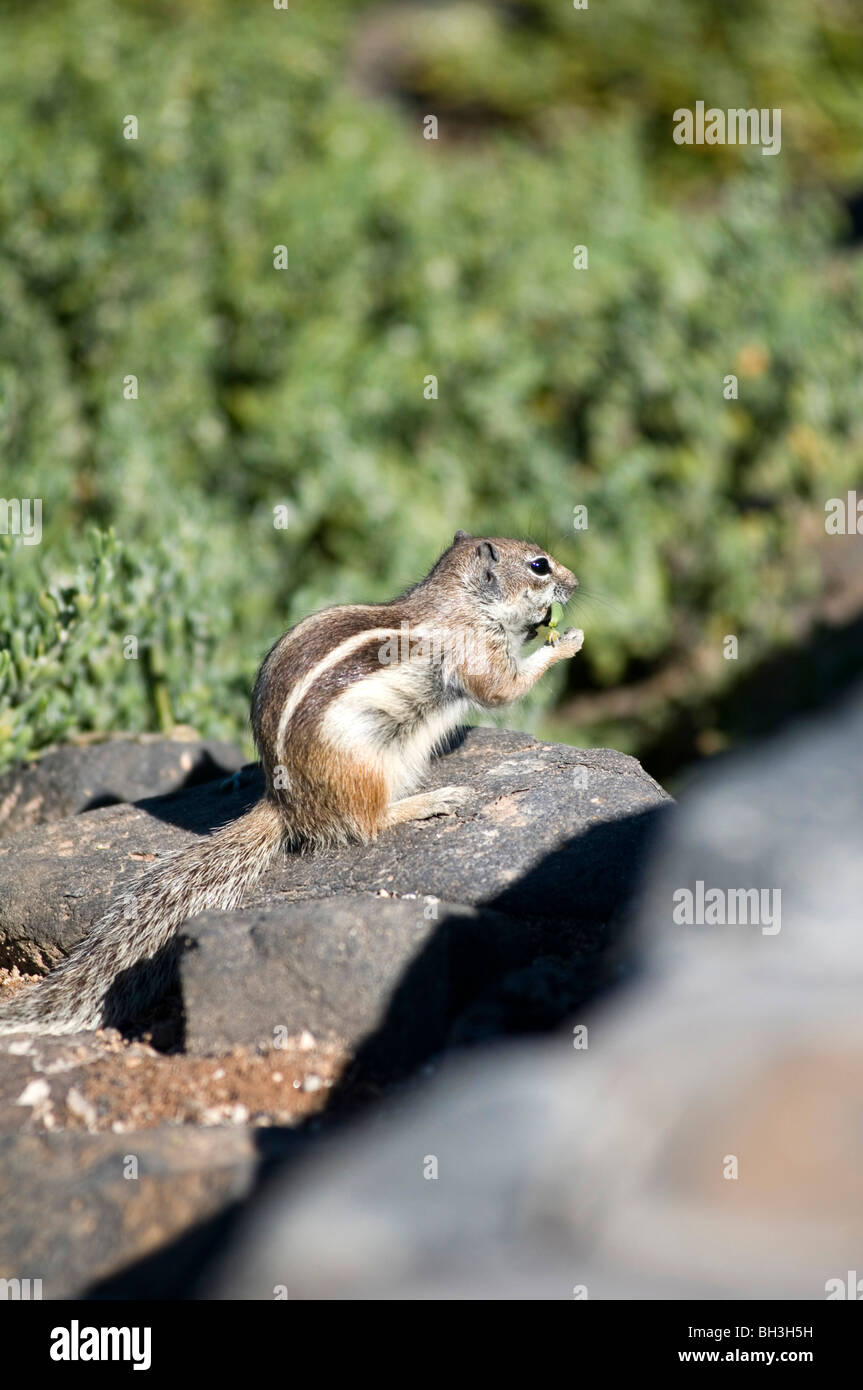 chipmunk chipmunks vermin rodent cute fluffy chipmonk chipmonks chip ...