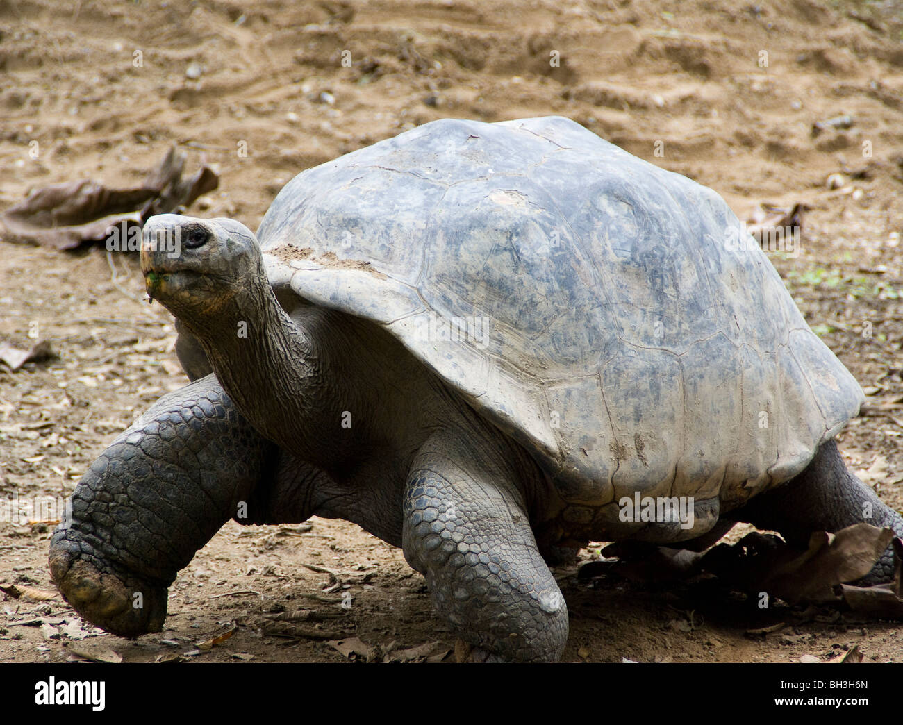 The Galápagos turtle (Geochelone Nigra Stock Photo - Alamy