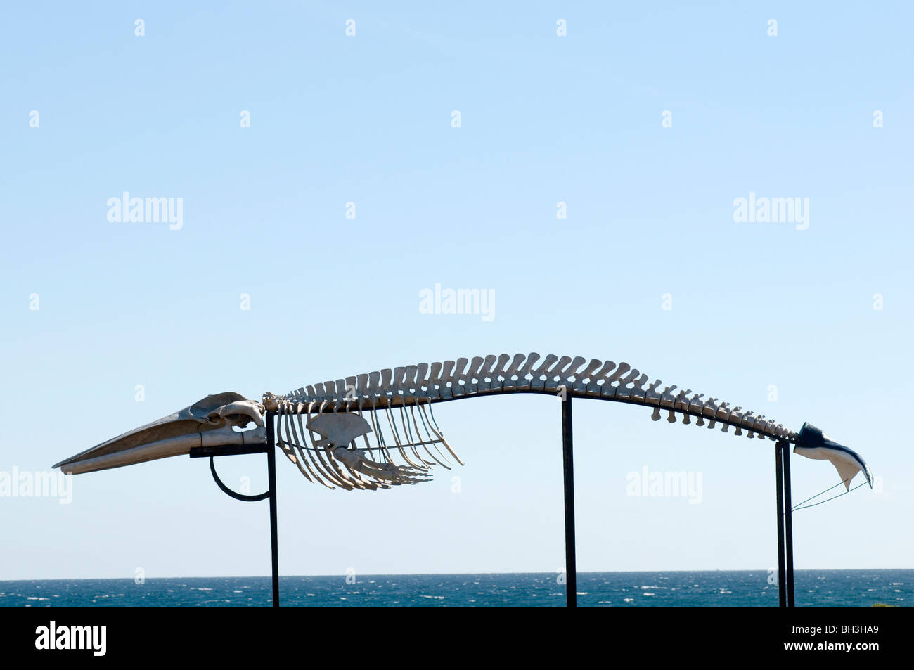 whale bones bone sea seas monster monsters of the deep fin fins ribs ...