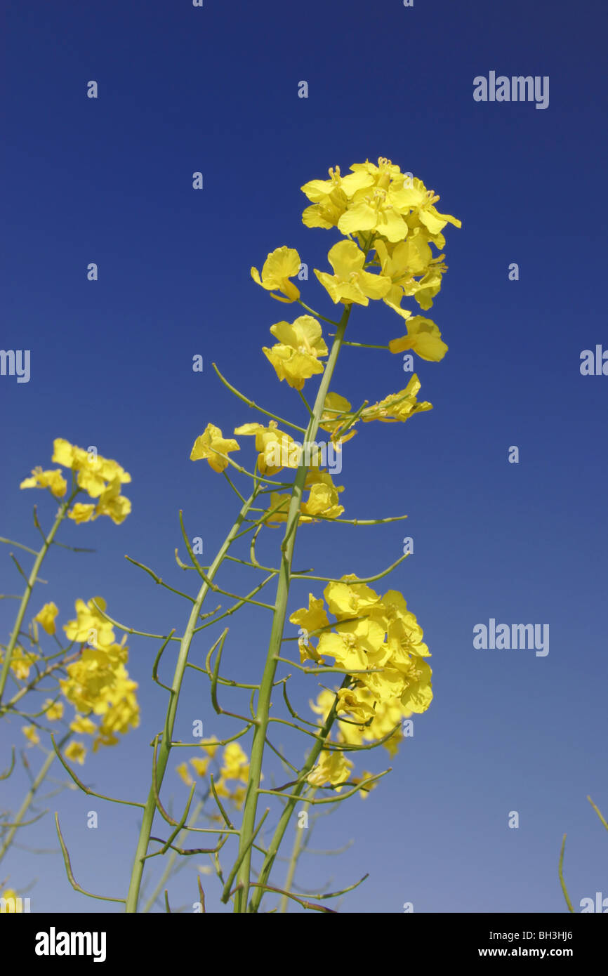 Oil Seed Rape In Flower Stock Photo - Alamy