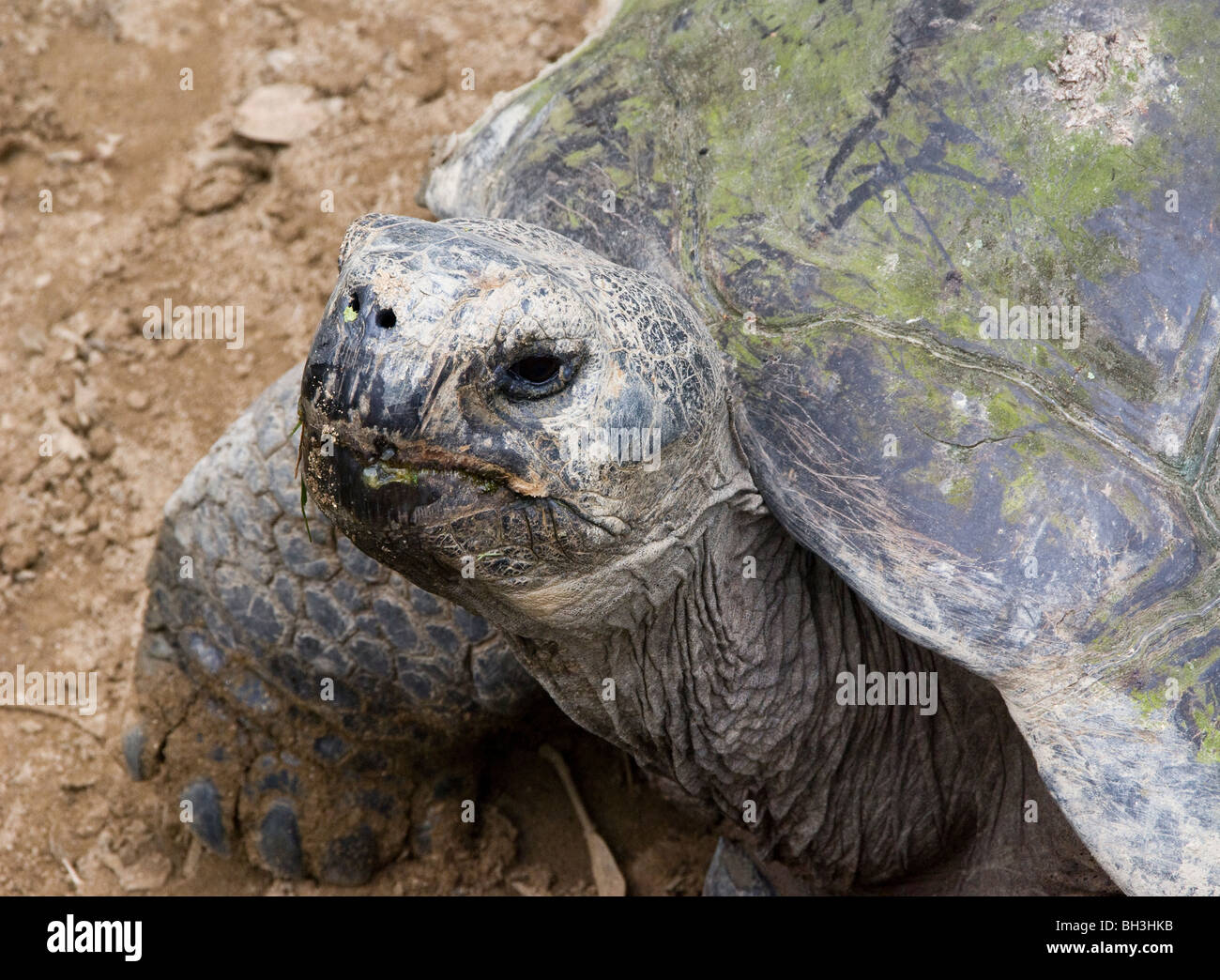 Galapagos turtle hi-res stock photography and images - Alamy