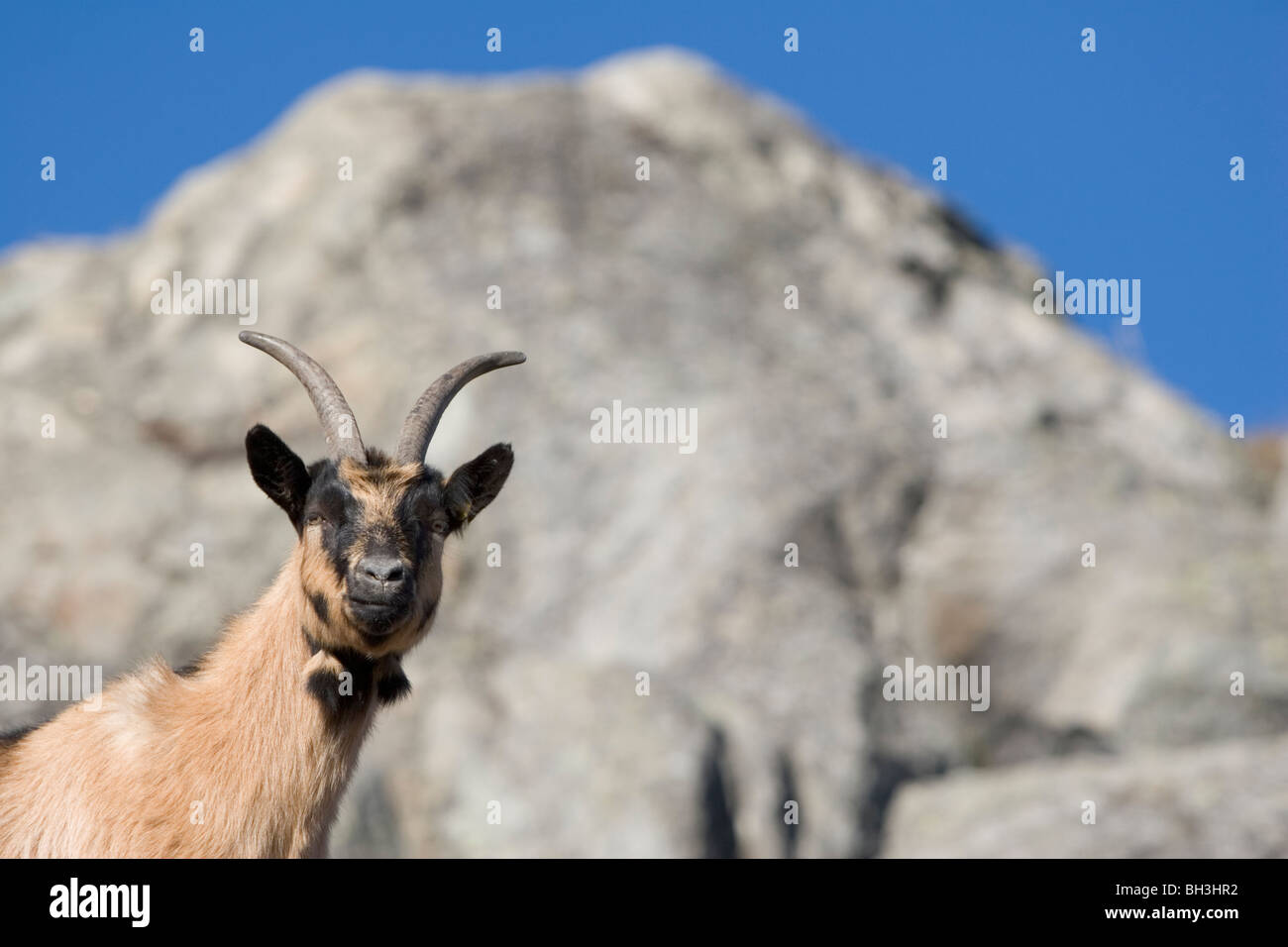 Domesticated mountain goat, South Tyrol, Italy Stock Photo - Alamy