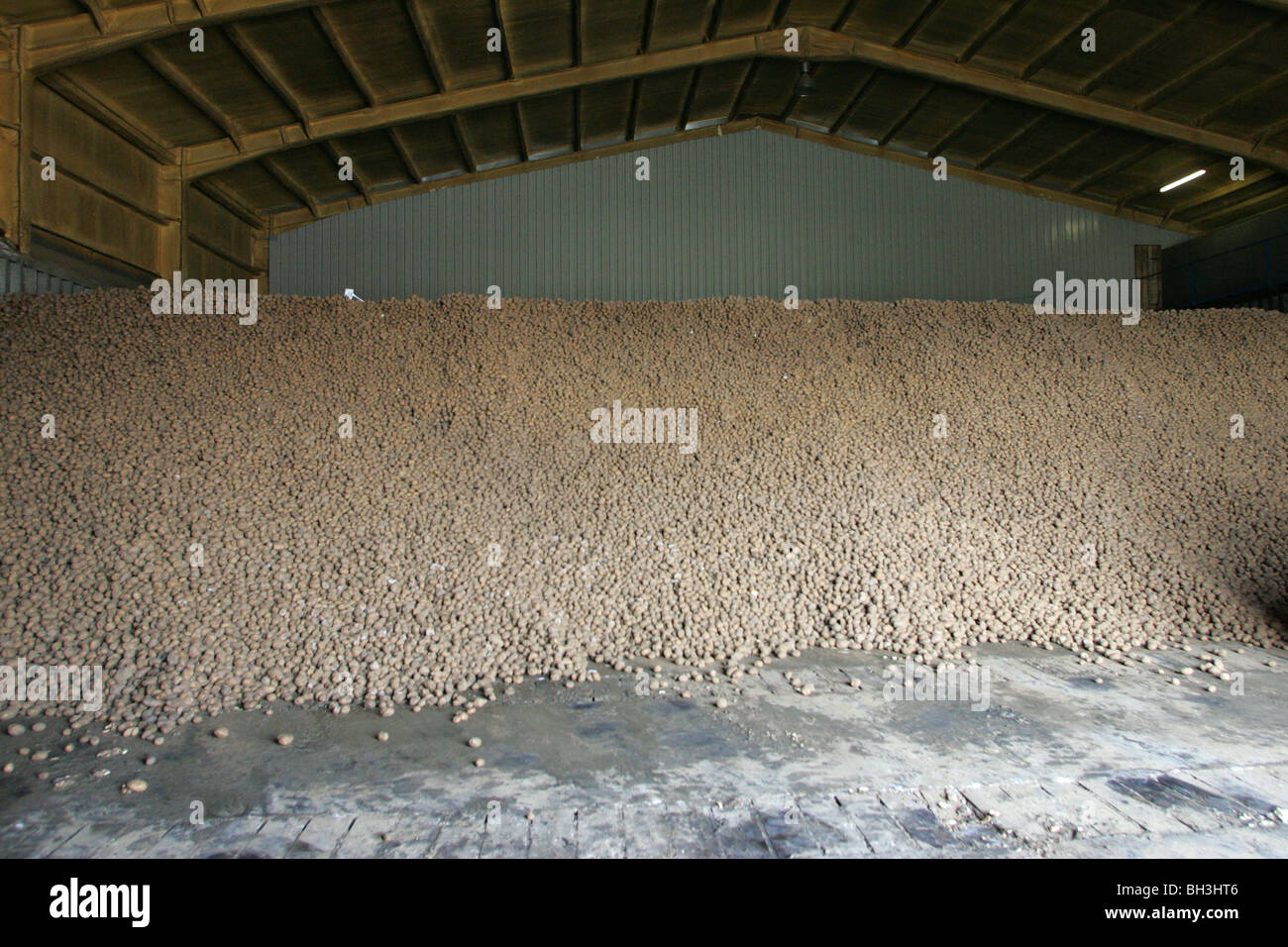 Potatoes In A Bulk Store On Farm Stock Photo - Alamy