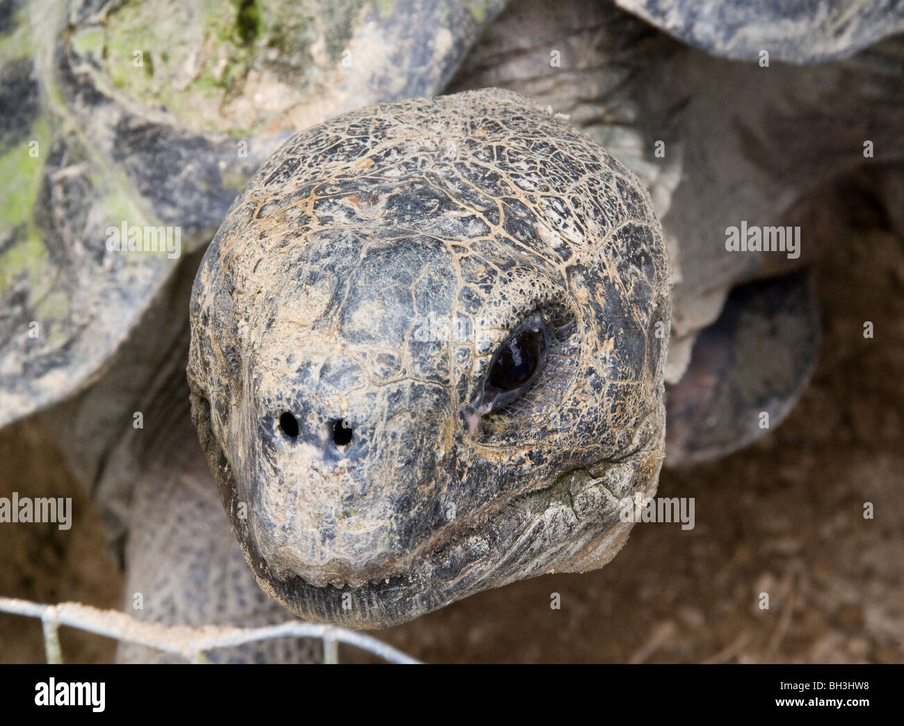 The Galápagos turtle (Geochelone Nigra Stock Photo - Alamy
