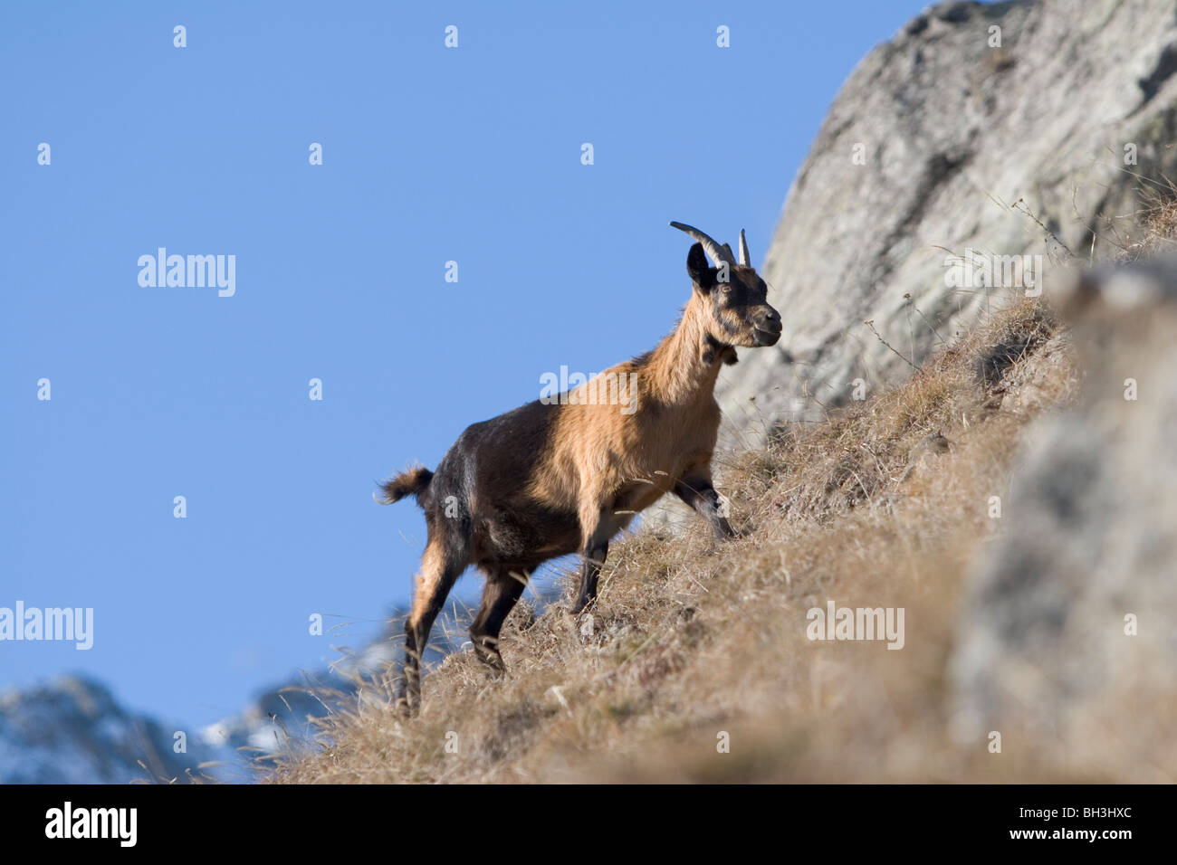Domesticated mountain goat, South Tyrol, Italy Stock Photo - Alamy