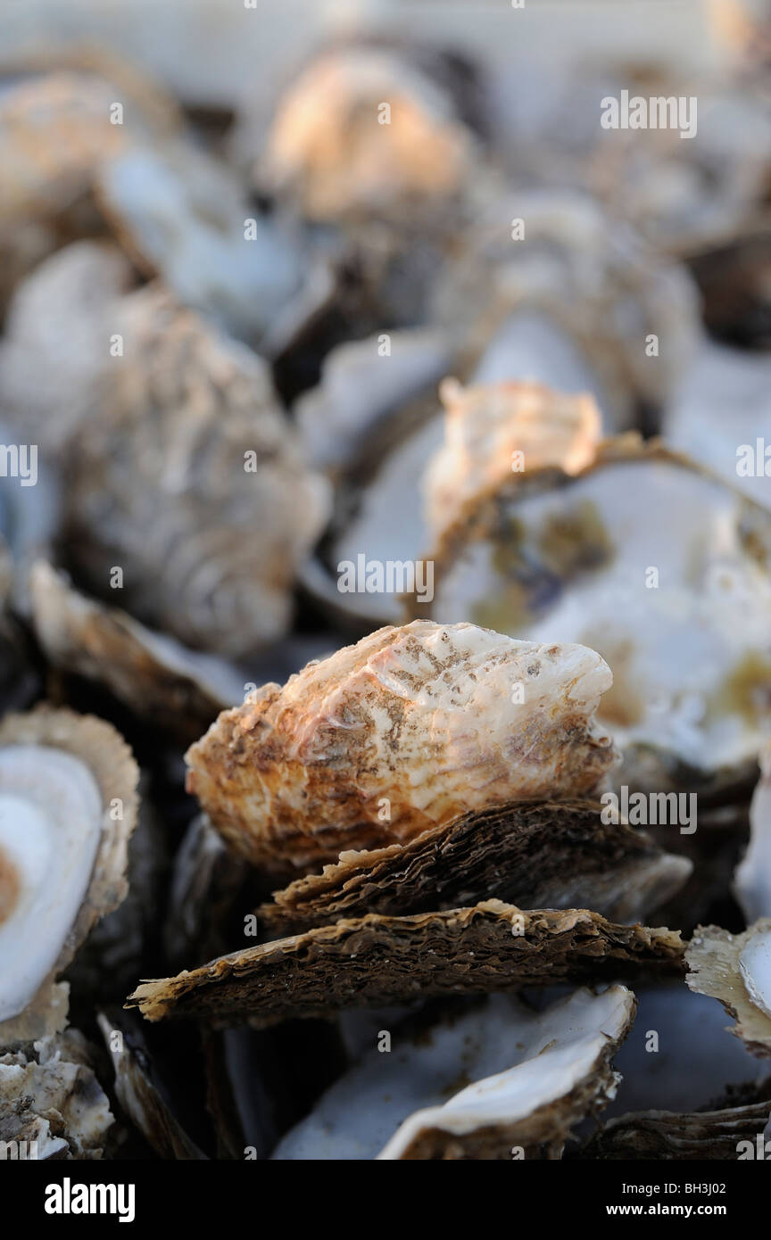 Empty whitstable oyster shells hi-res stock photography and images - Alamy
