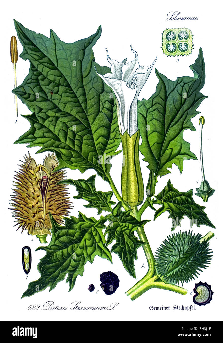 Datura stramonium, jimson weed, angels trumpet, devils weed, thorn ...