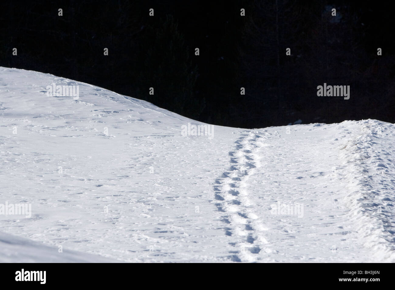 Snowshoe tracks in the Italian Alps Stock Photo - Alamy