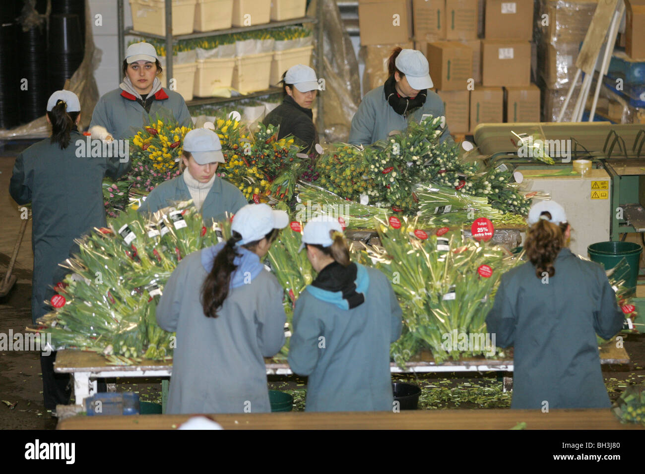Foreign workers packing flowers Stock Photo - Alamy