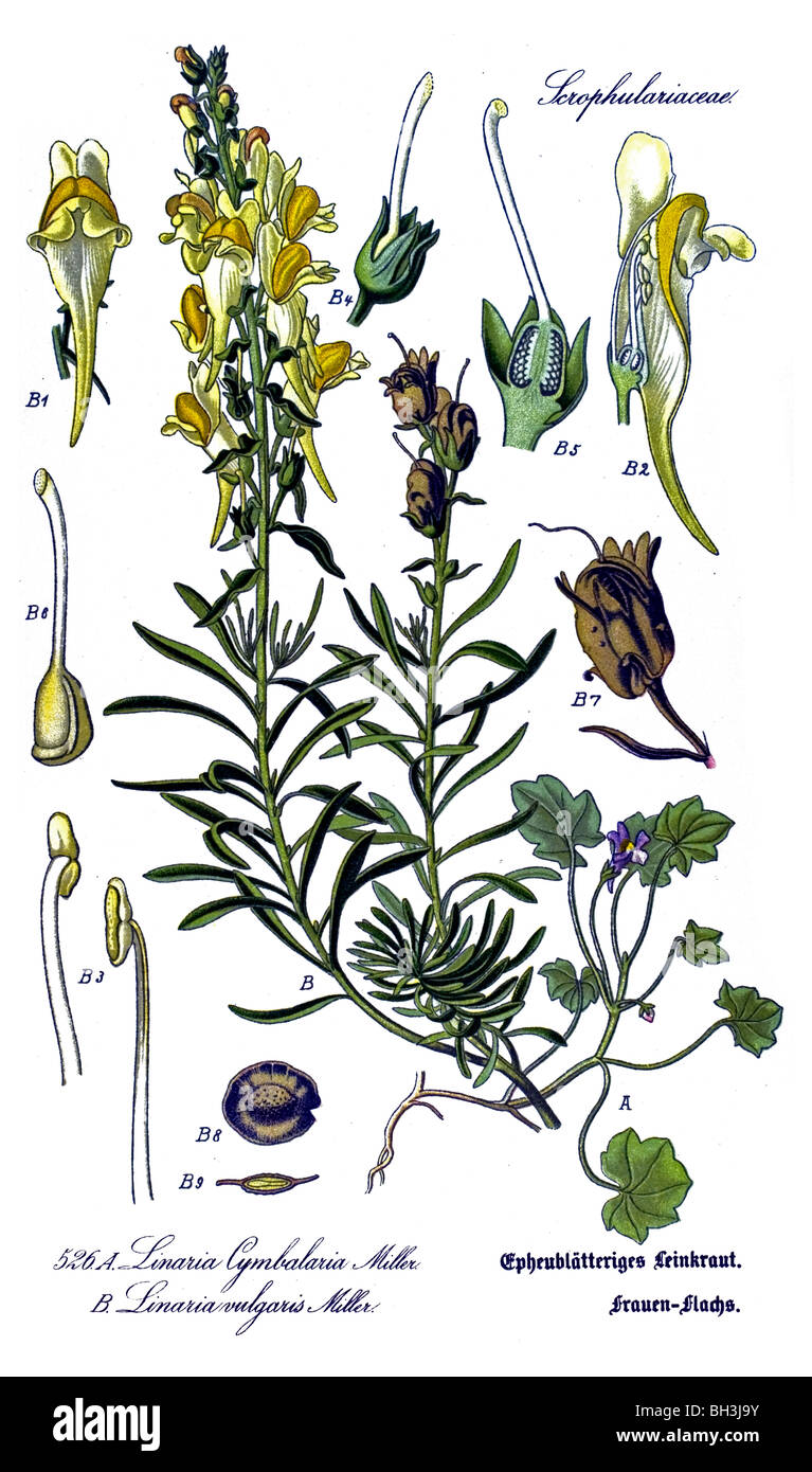 Common Toadflax, plant, plants Stock Photo - Alamy