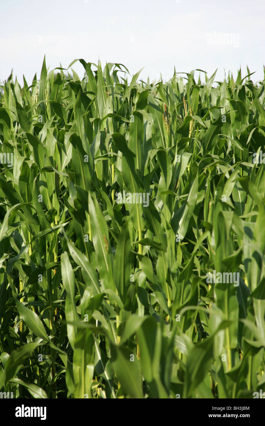 Feed maize hi-res stock photography and images - Alamy