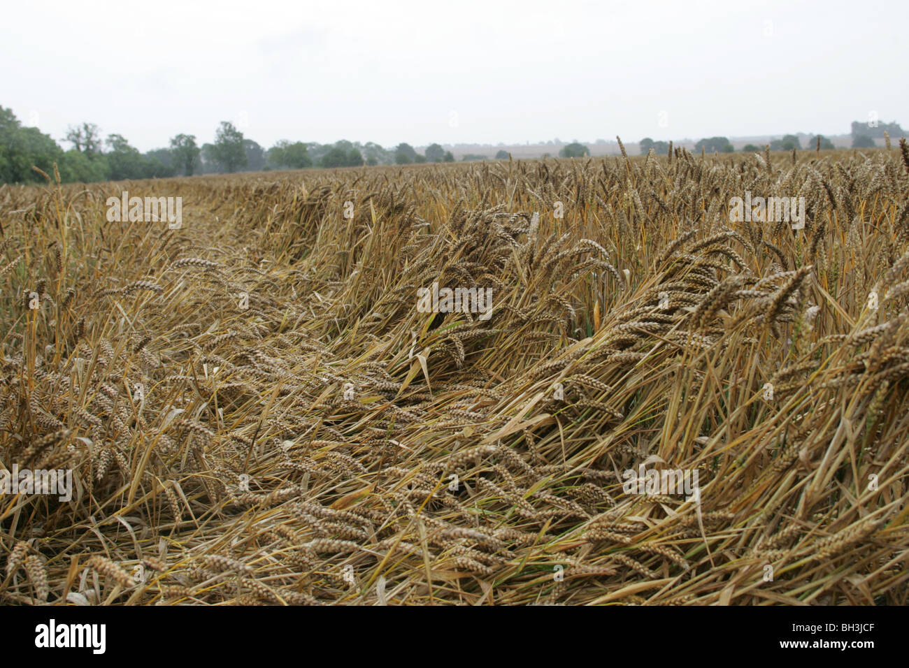 Wheat Damaged By Heavy Summer Rain Stock Photo - Alamy