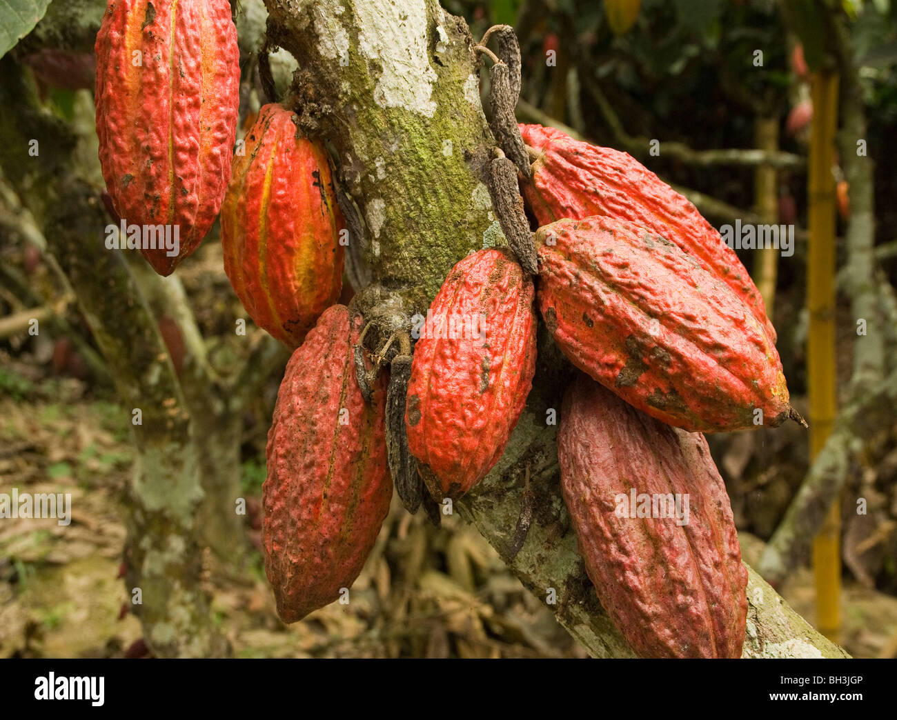 Ecuador. Guayas province. Rural ranch. Cultivation of Cocoa. Cocoa nut ...