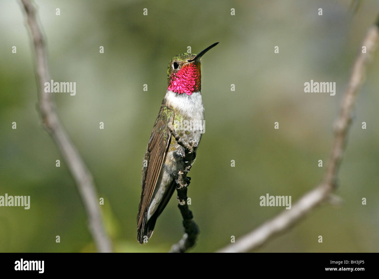 Broad-tailed Hummingbird male Stock Photo - Alamy