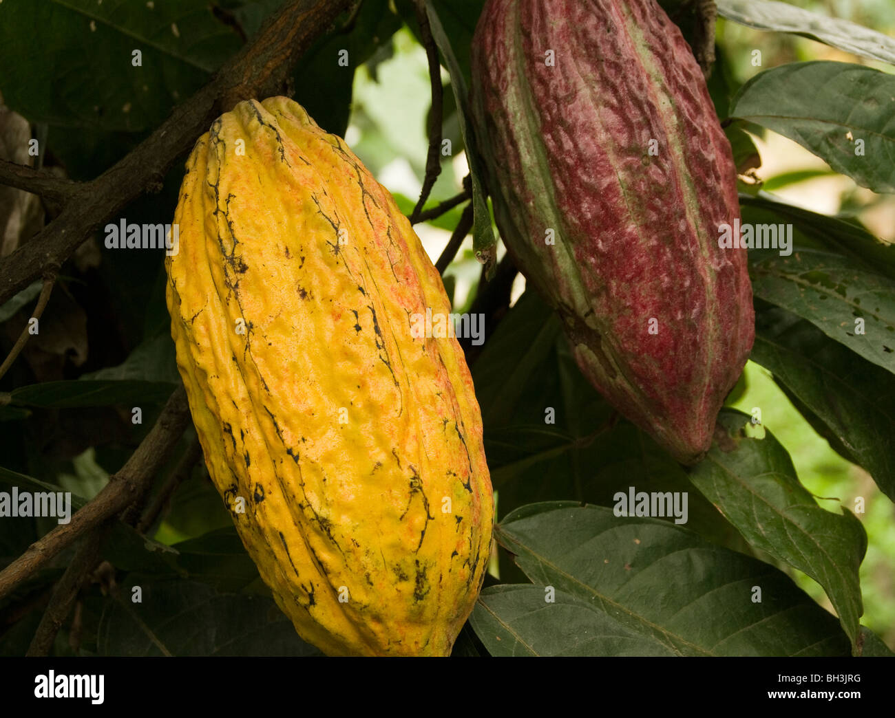 Ecuador. Guayas province. Rural ranch. Cultivation of Cocoa. Cocoa nut ...