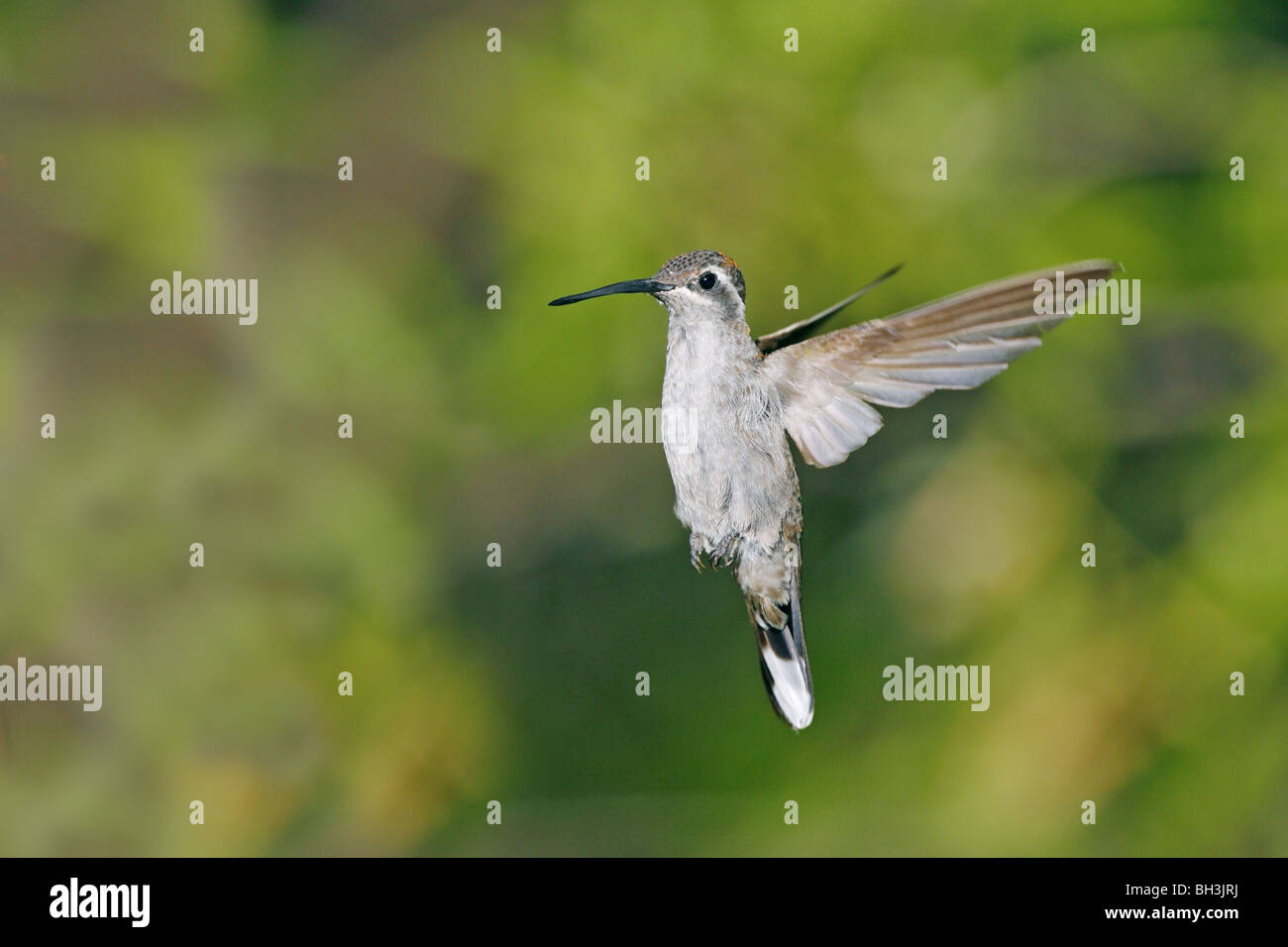 Female Blue Throated Hummingbird