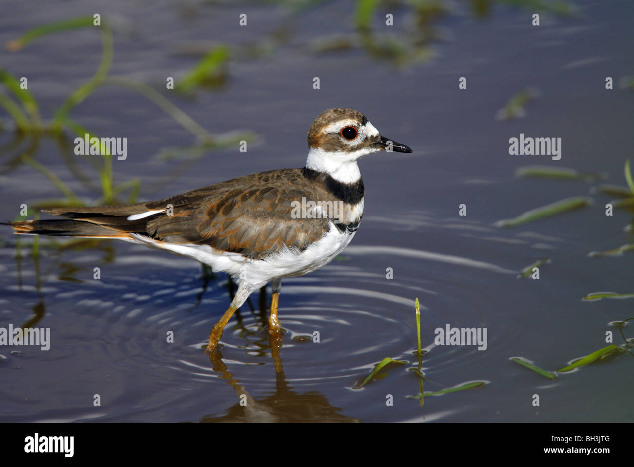 Killdeer wing hi-res stock photography and images - Alamy