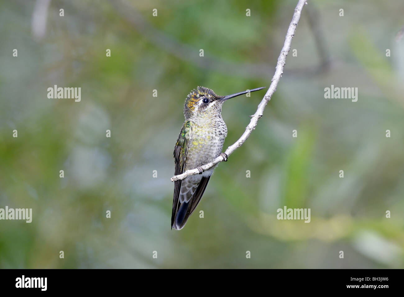 Rivoli's Hummingbird Eugenes fulgens Chiricahua Mountains, Cochise ...