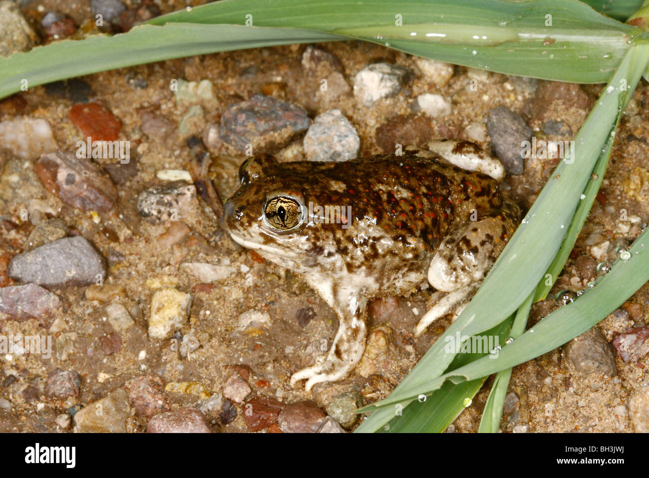 Desert spadefoot toad hi-res stock photography and images - Alamy