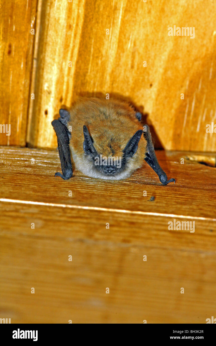 Western Small-Footed Myotis Stock Photo - Alamy