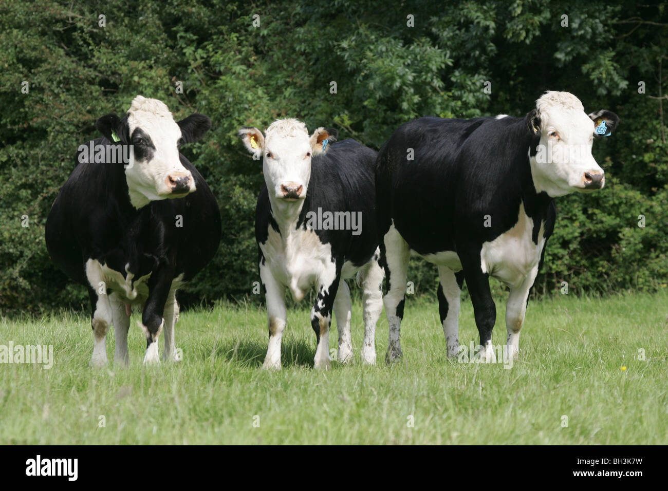 Suckler Cows High Resolution Stock Photography and Images - Alamy