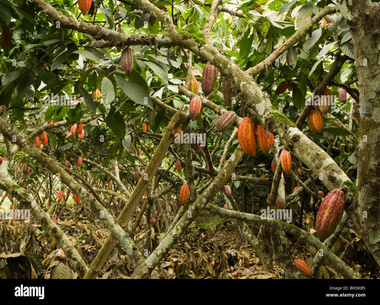 Ecuador. Guayas province. Rural ranch. Cultivation of Cocoa. Cocoa nut ...