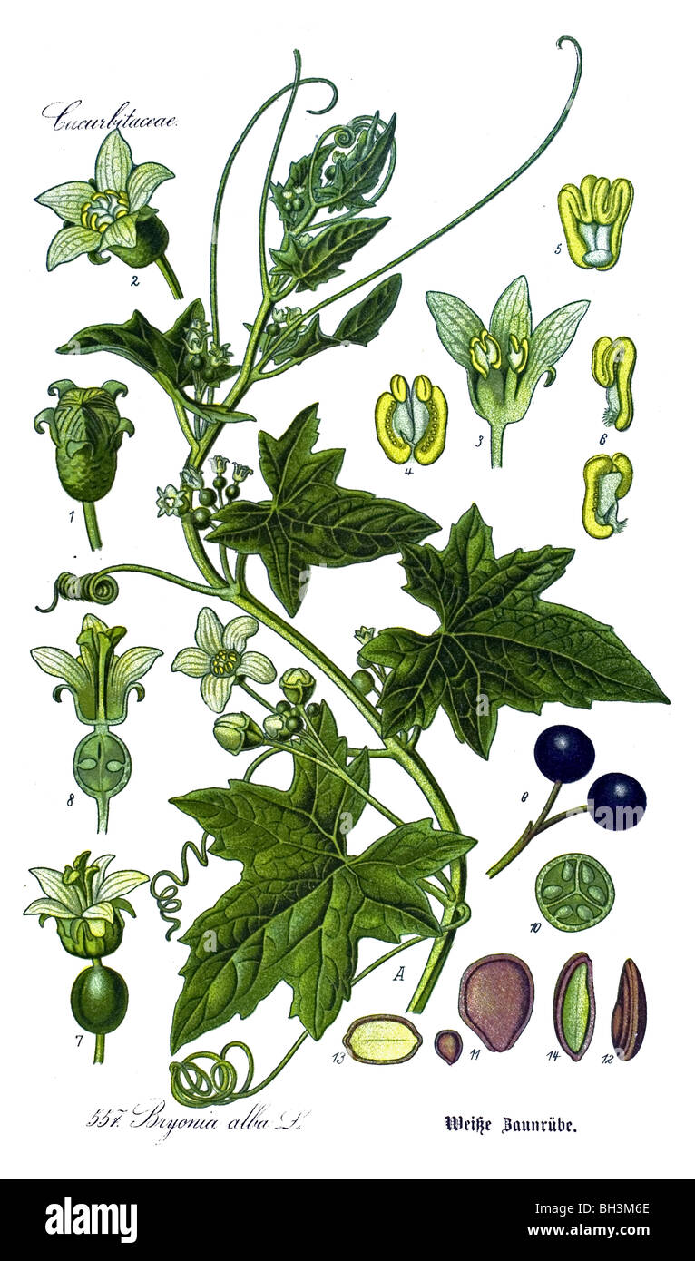 Bryony, plant, plants Stock Photo - Alamy
