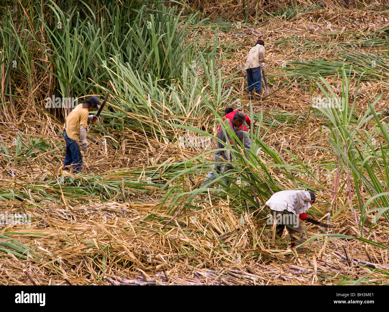 Ecuador. Province of Guayas. Sugar cane cultivation. Cane harvesting ...