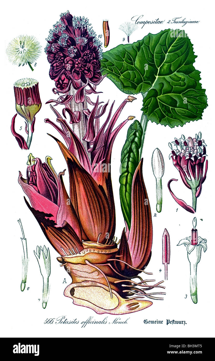 Butterbur illustration hi-res stock photography and images - Alamy