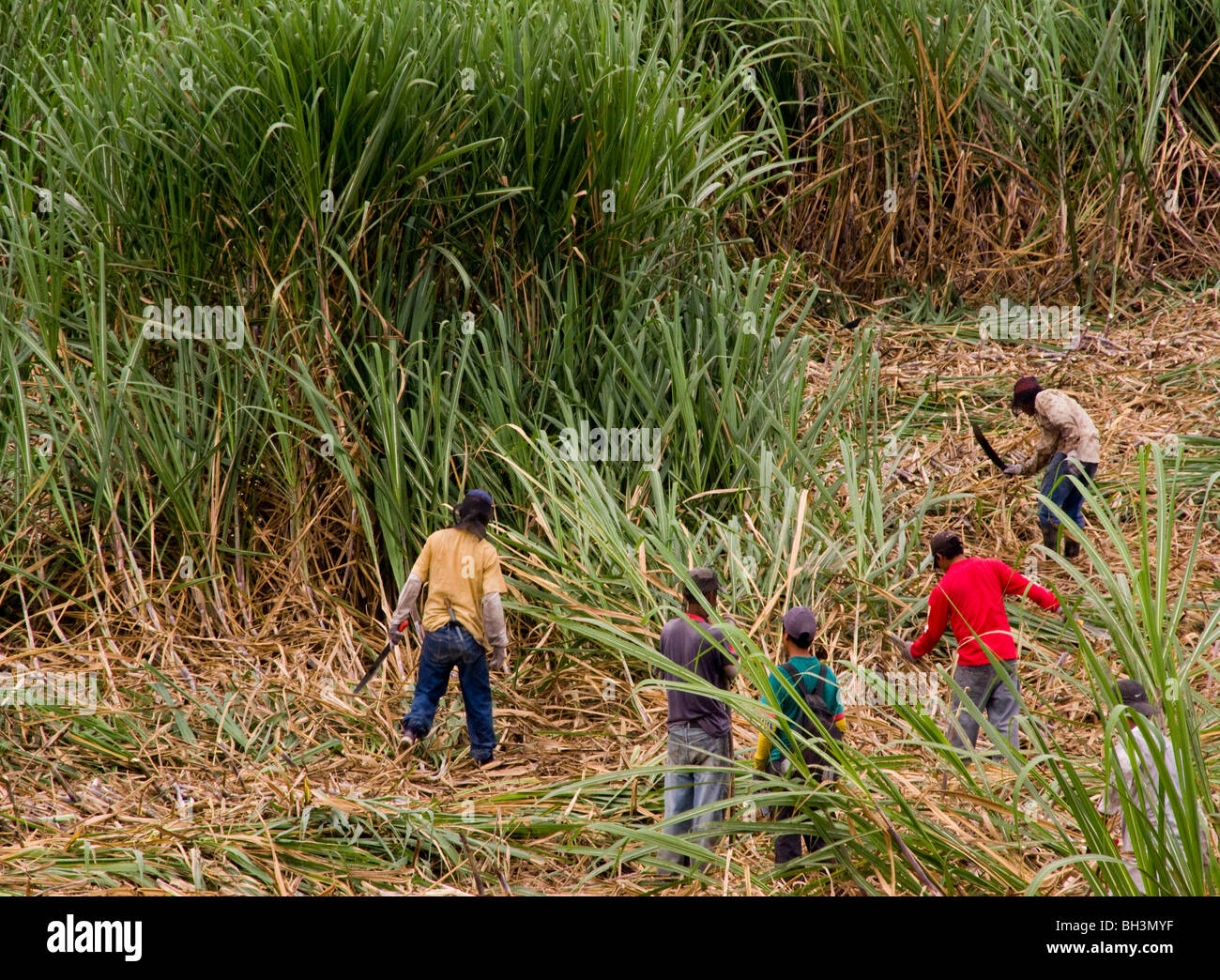 Ecuador. Province of Guayas. Sugar cane cultivation. Cane harvesting ...