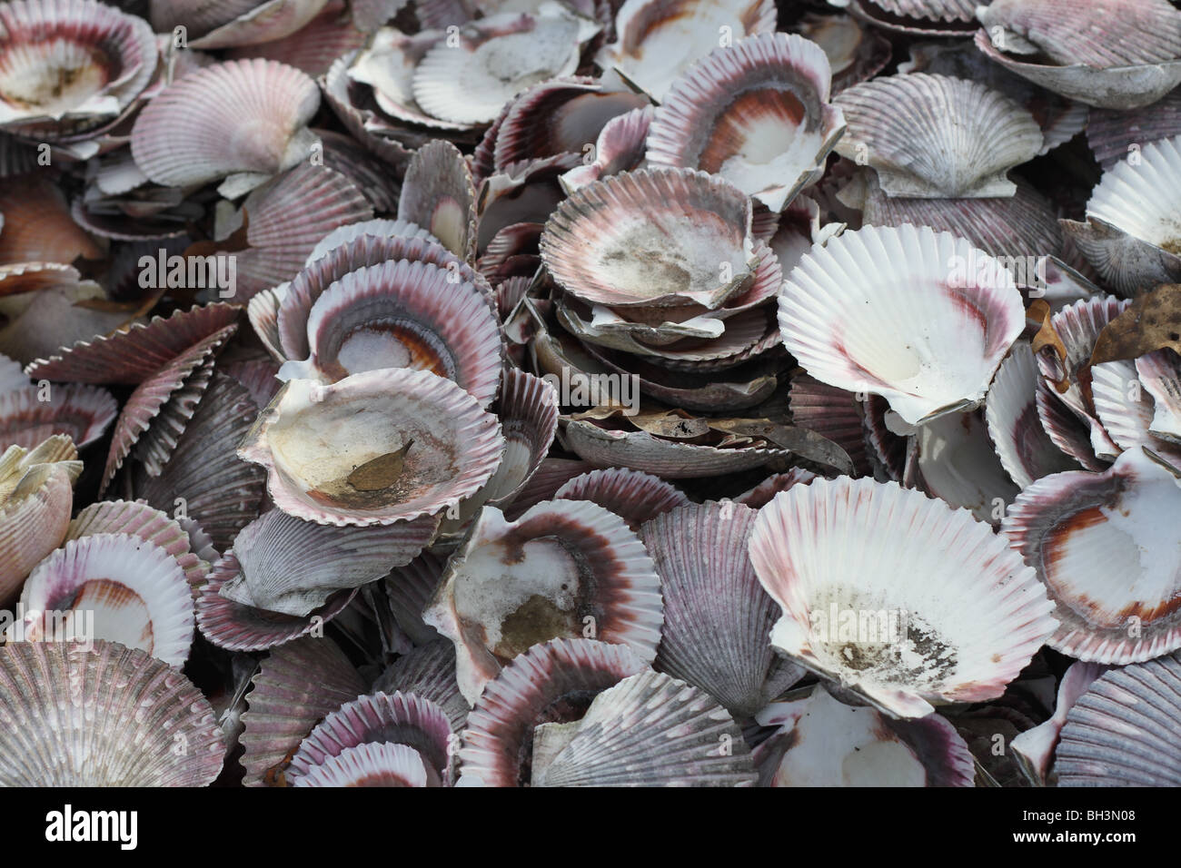 A pile of seashells Stock Photo - Alamy